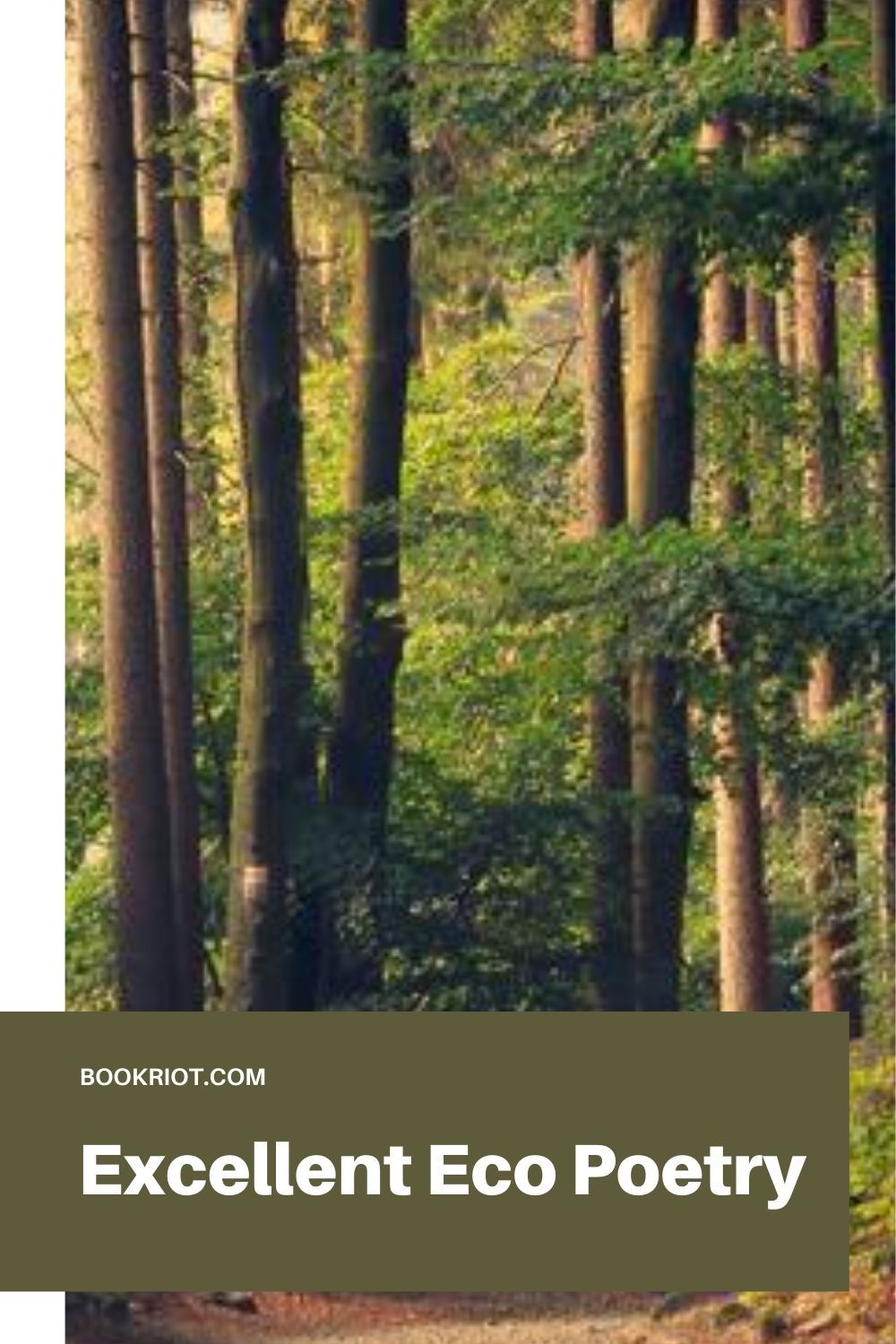 What is Ecopoetry? 5 Excellent Collections to Get You Started