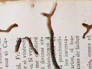 The History of the Bookworm | Book Riot