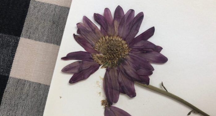 How to Make a Pressed Flower Bookmark | Book Riot
